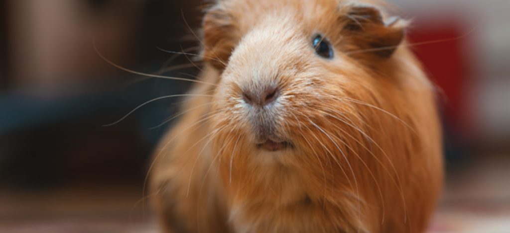 Alternate pets for strata living - Smarter Education Library